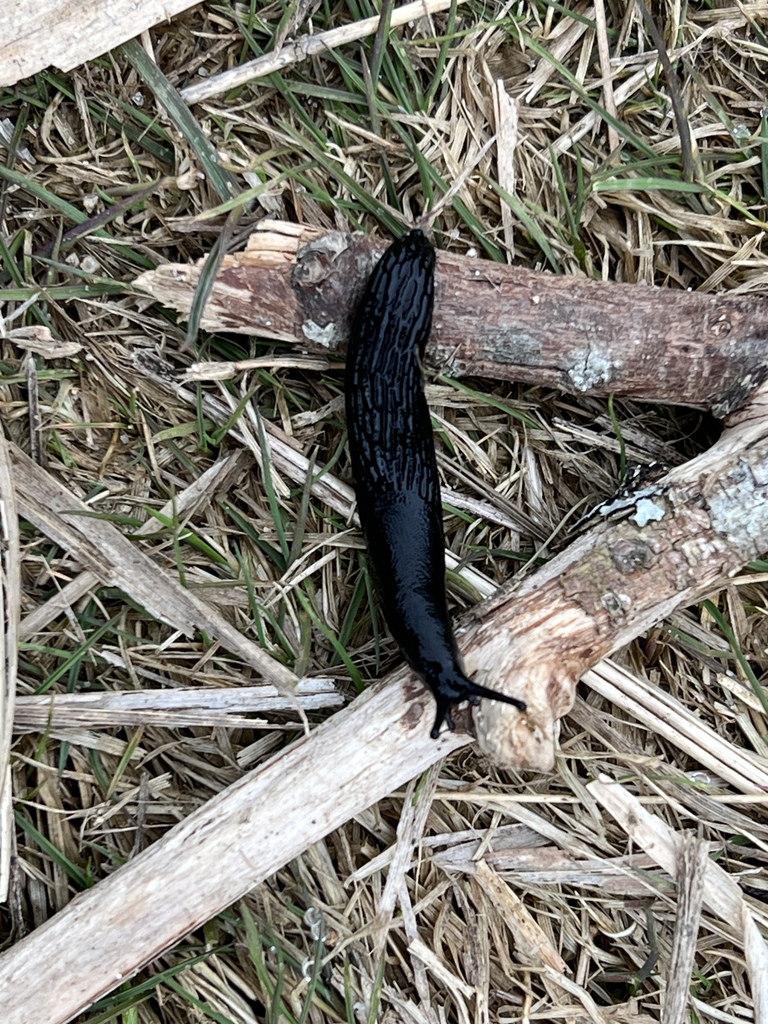ater-group Arion Slugs from Kokanee Creek, Central Kootenay, BC, CA on ...