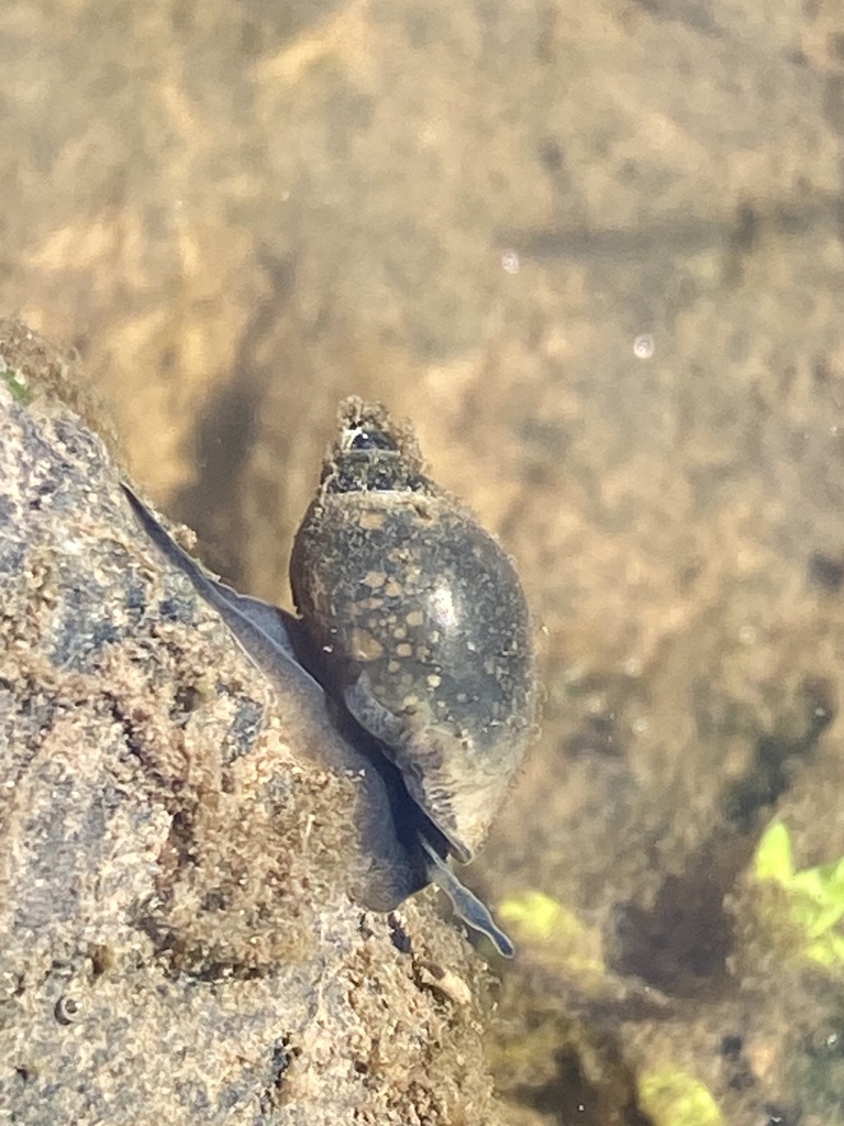 Acute Bladder Snail from Oakengate Way, Centreville, VA, US on April 4 ...