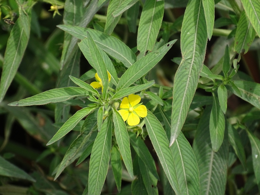 Angle-stem Primrose-willow from Veracruz, Ver., México on April 4, 2024 ...