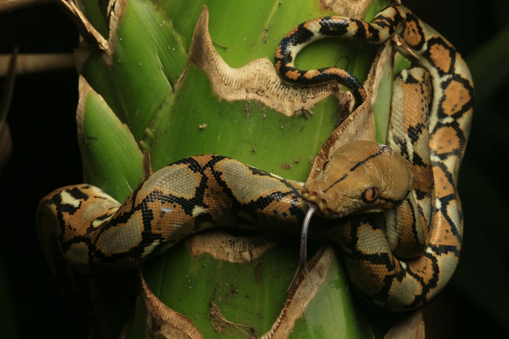 Reticulated Python from Denpasar, Denpasar City, Bali, Indonesia on ...