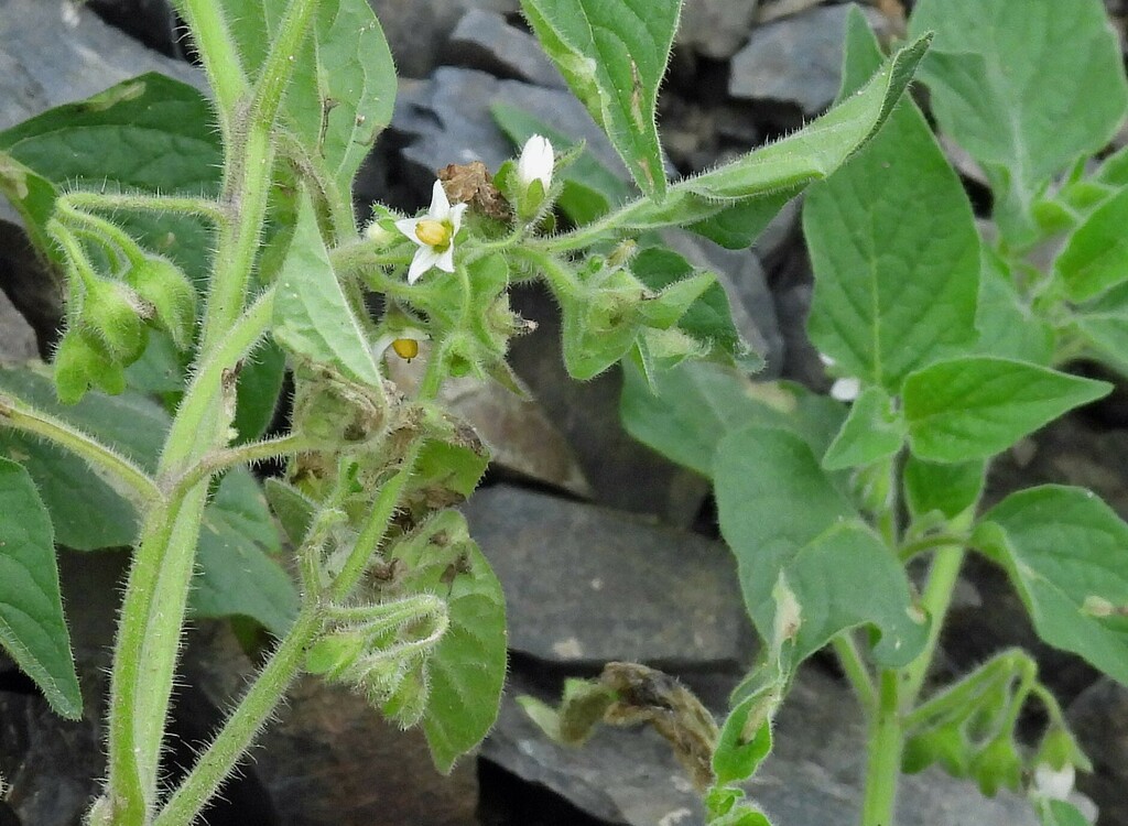 ground-cherry nightshade (Solanum physalifolium) - Botanical Realm