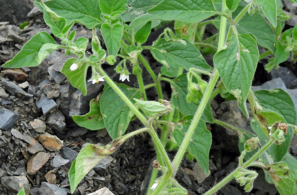 ground-cherry nightshade (Solanum physalifolium) - Botanical Realm