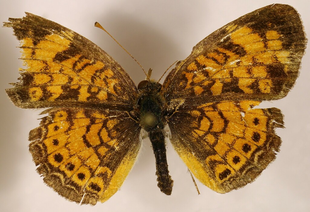 Pearl Crescent from Eastside, Syracuse, NY, USA on May 31, 1990 by ...