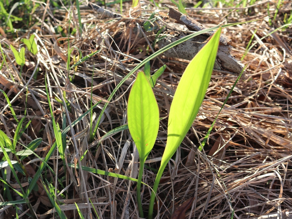 lanceleaf arrowhead from Orange Beach, AL, USA on April 3, 2024 at 06:27 PM by Jonathan Gilmer ...