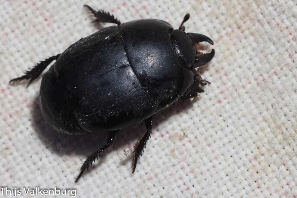 Clown Beetles from 8400 Lagoa, Portugal on April 1, 2024 at 03:41 PM by ...
