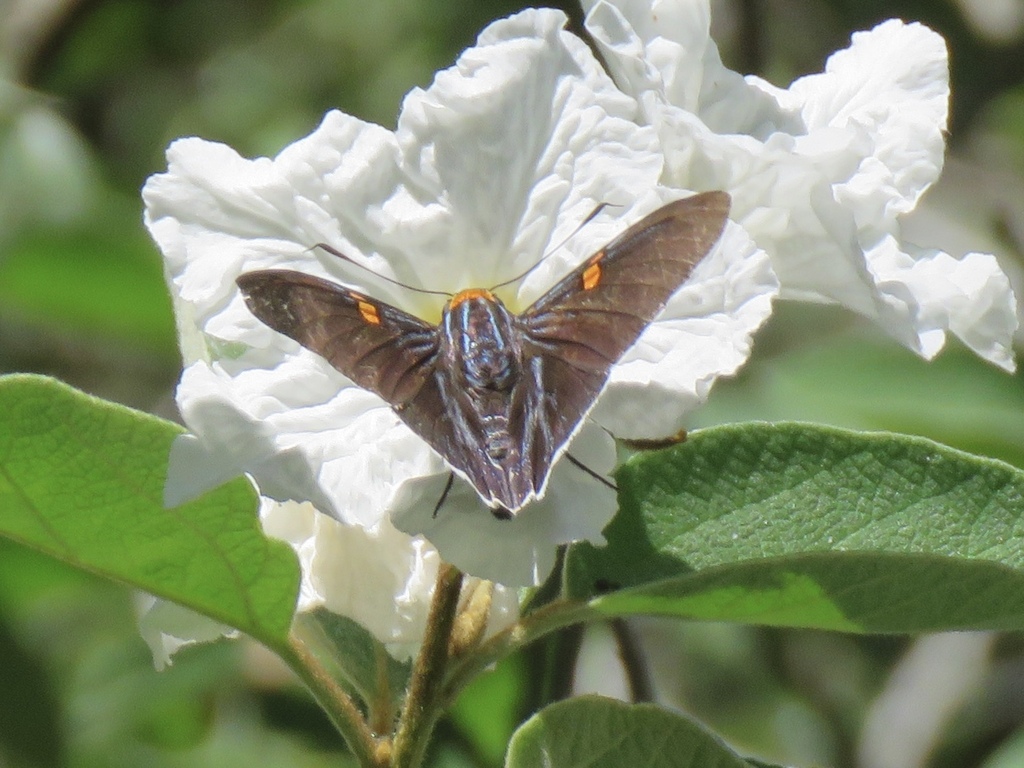 Guava Skipper from Blue Bunting Lodge on April 4, 2024 at 12:43 PM by ...