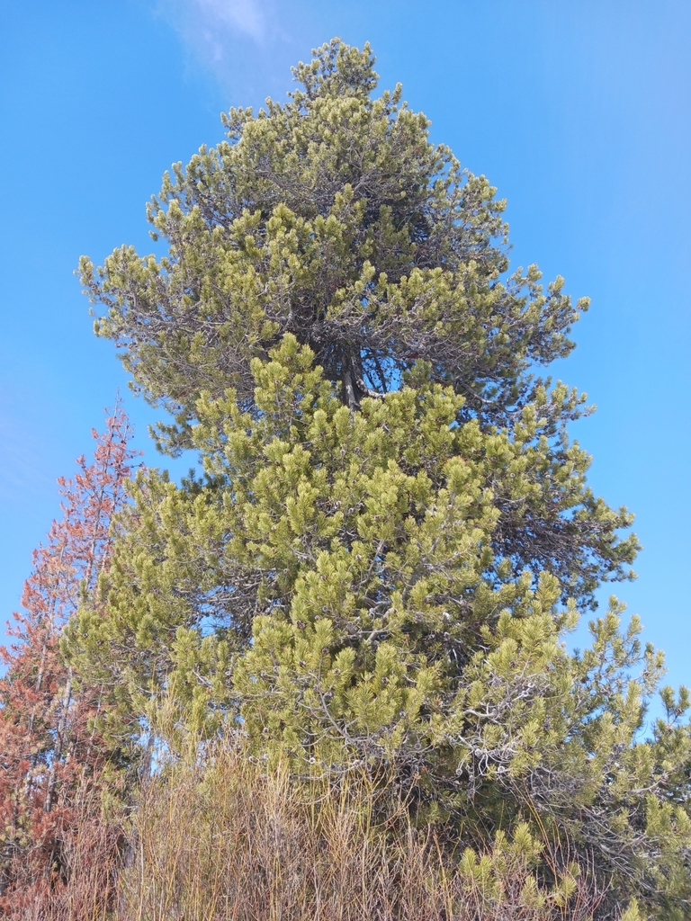 Interior Lodgepole Pine from Island Park, ID 83429, USA on April 4 ...