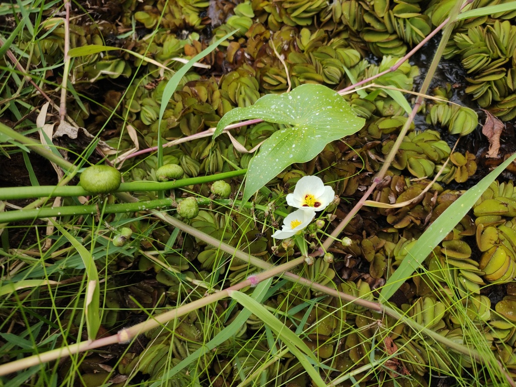 Aztec arrowhead from Parque Granja Esperanca, Cachoeirinha - RS, Brasil ...