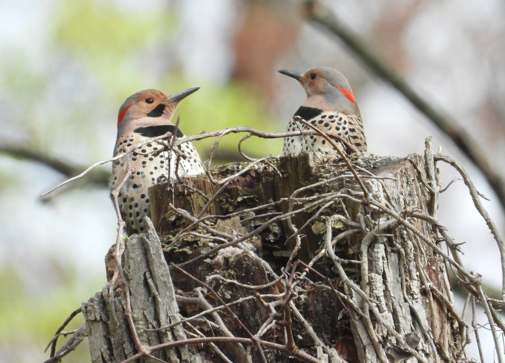 Northern Flicker from Forest Glen, Silver Spring, MD, USA on April 4 ...
