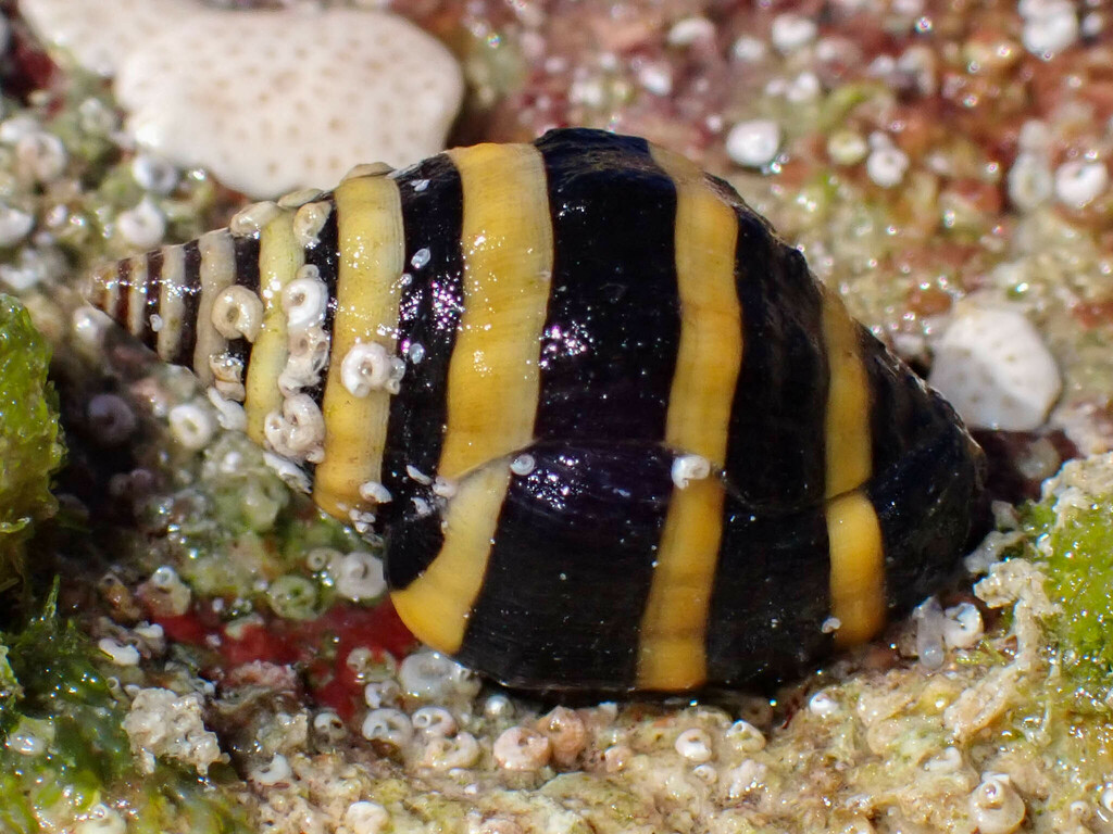 Bumblebee Snail from Ailuk Atoll, Îles Marshall on March 10, 2024 at 02 ...