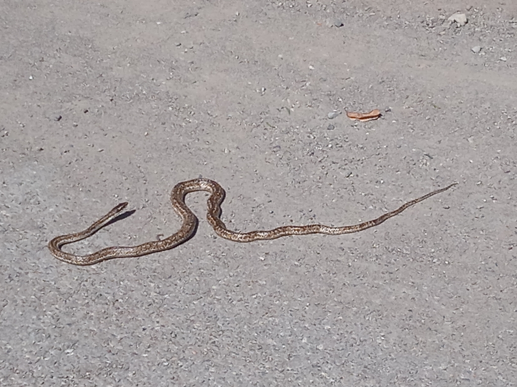 Mousehole Snake from Parque San Martín, Capital, Mendoza, Argentina on ...