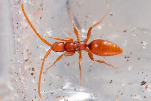 Embolemus nearcticus · iNaturalist Ecuador