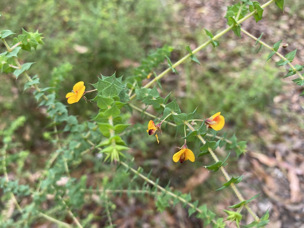 spiny bush-pea from Morayfield, QLD, AU on March 24, 2024 at 08:41 AM ...