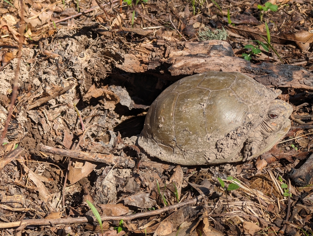Three-toed Box Turtle in April 2024 by Conway Hawn. Coming out of his ...