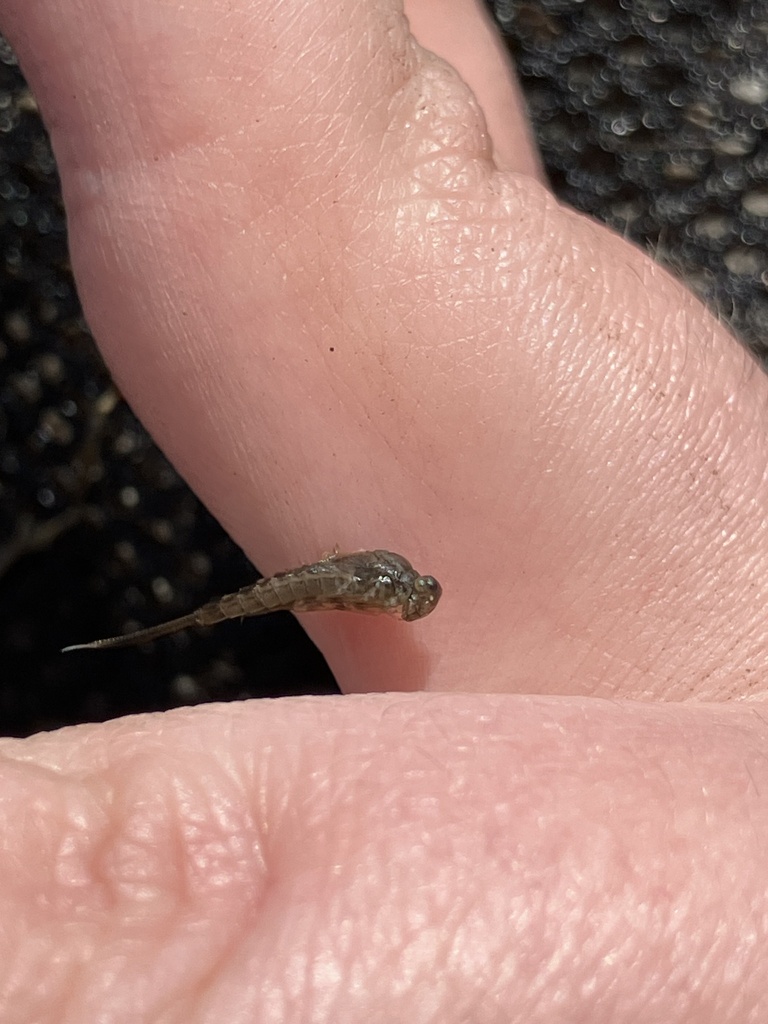 Mayflies from Wood Lake Nature Center, Richfield, MN, US on April 4 ...