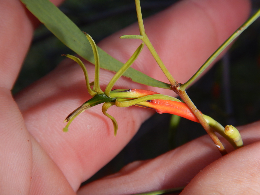 Lysiana exocarpi exocarpi in March 2024 by Aaron Bean · iNaturalist