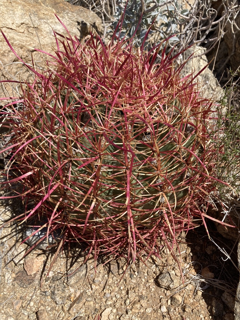 California Barrel Cactus from Joshua Tree National Park, Twentynine ...