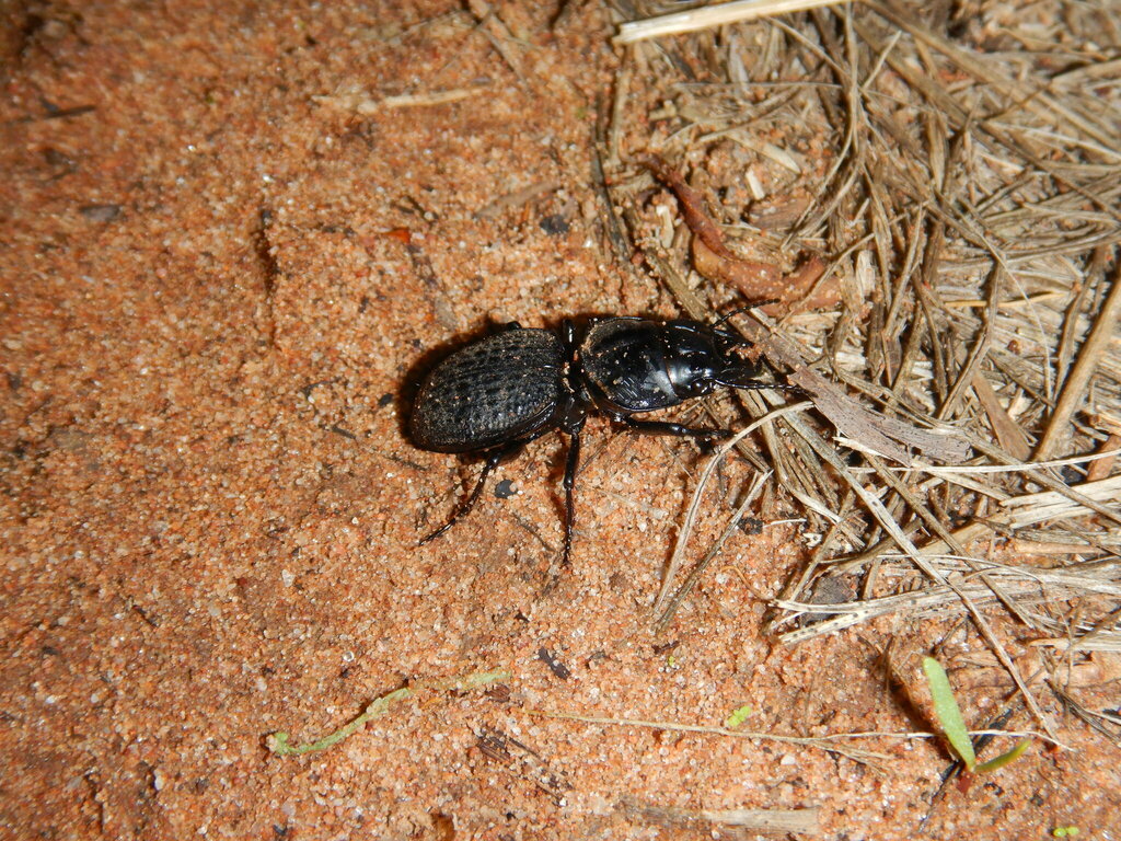Philoscaphus in March 2024 by Aaron Bean · iNaturalist