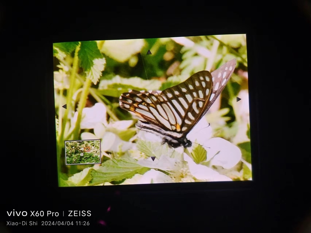 Graphium leechi from Nanjing, CN-JS, CN on April 4, 2024 at 11:41 AM by 利刃. 同行筱迪拍下了清晰影像，记录之，多年没见 ...