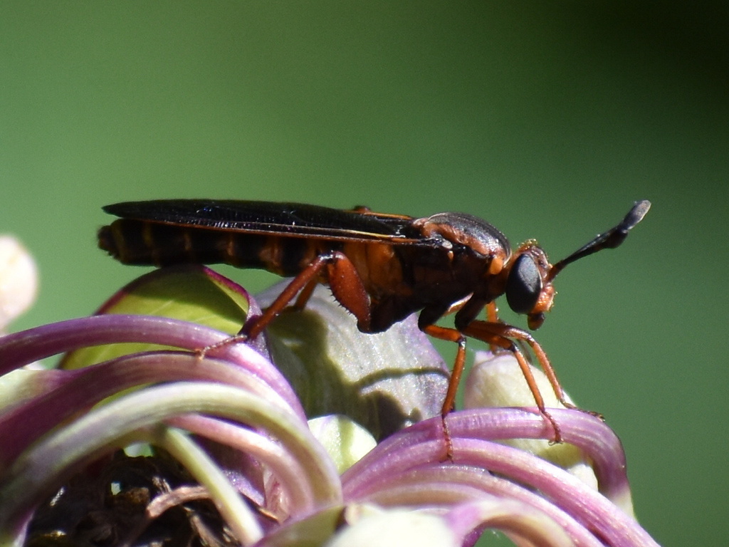 Phyllomydas parvulus from Lakewood Dr, DeBary, FL, US on April 4, 2024 ...
