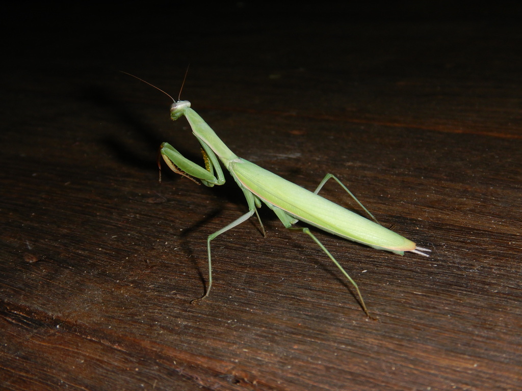 Eight-spot Mantis in March 2024 by Aaron Bean · iNaturalist