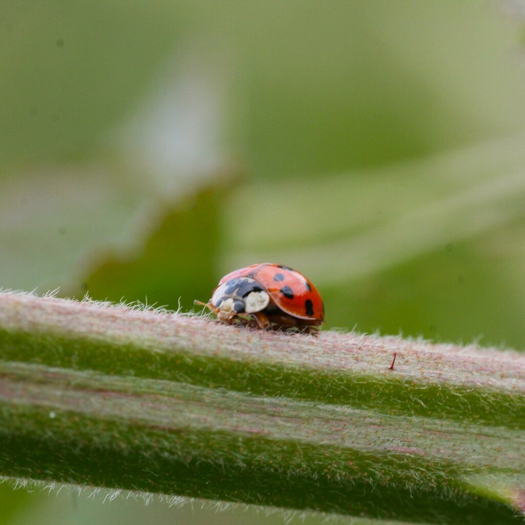 Asian Lady Beetle from Usaquén, Bogotá, Colombia on April 4, 2024 at 08 ...