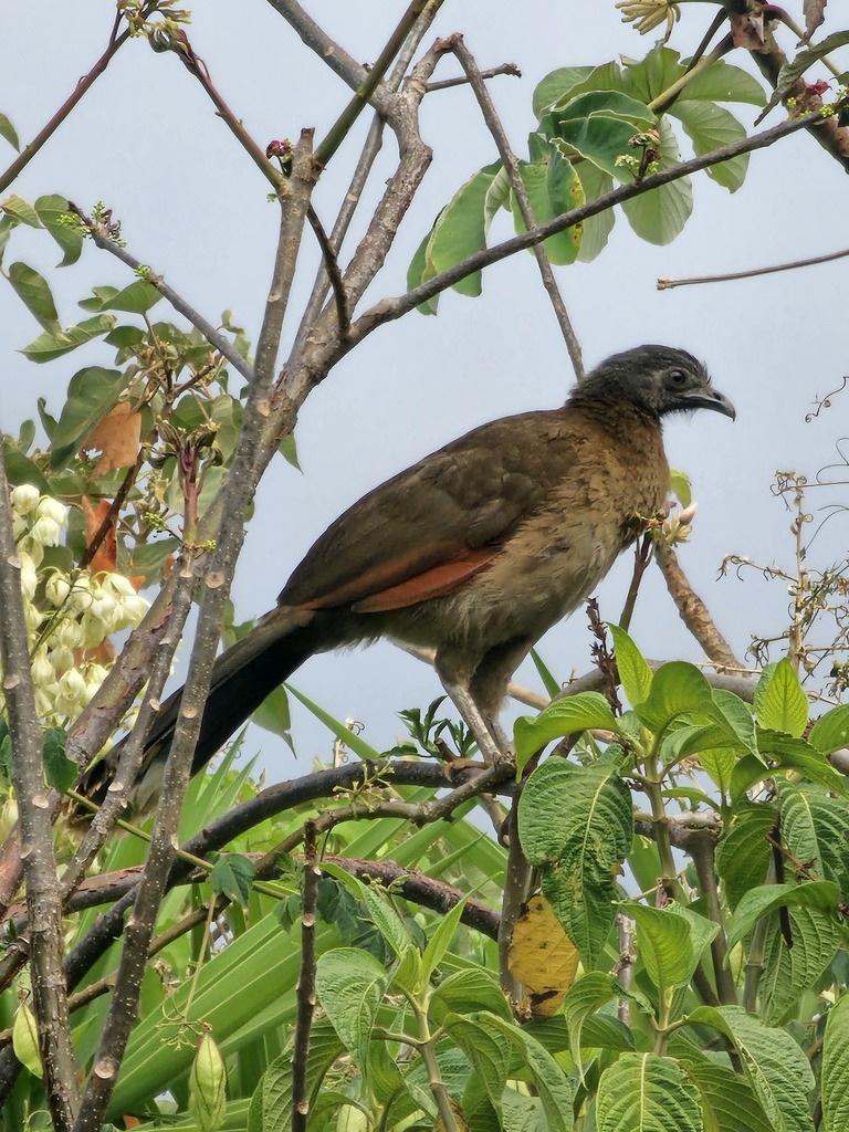 Gray-headed Chachalaca from Alajuela Province, Alajuela, Costa Rica on ...