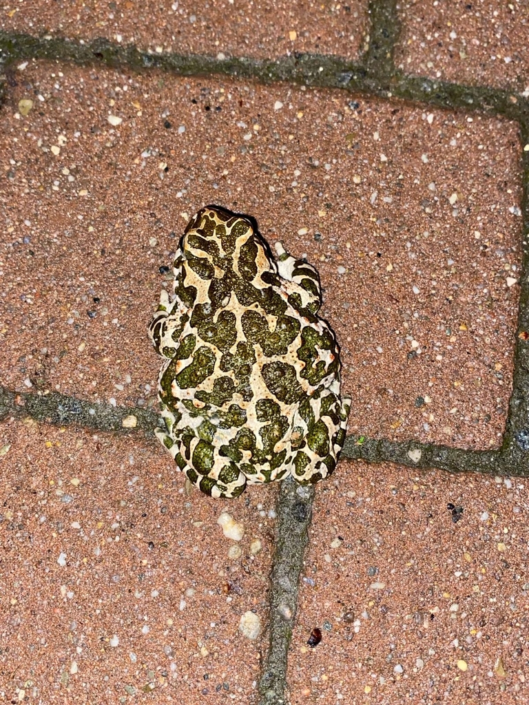 Green Toad in April 2024 by Erik Eckstein · iNaturalist