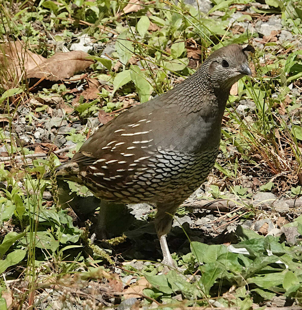 Coastal California Quail from Zealandia Te Mara a Tane, Karori ...
