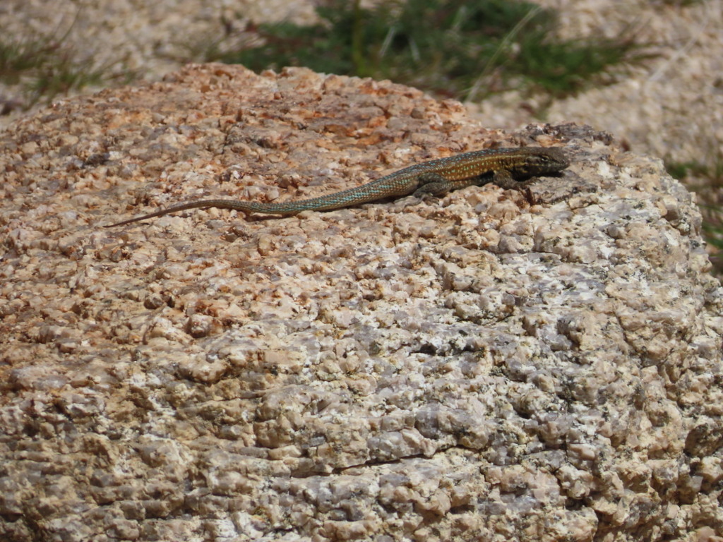 Western Side-blotched Lizard from Riverside County, CA, USA on April 2 ...
