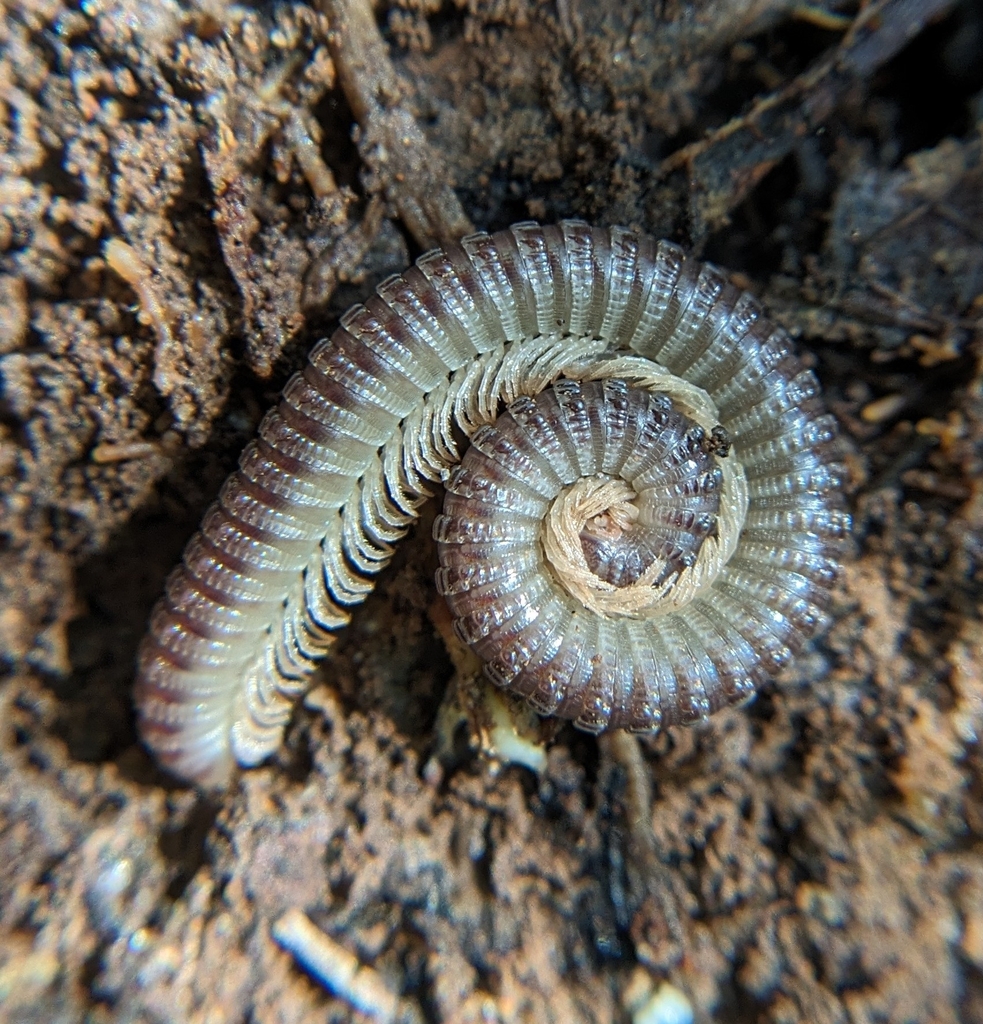 Ornate Millipedes from Athens, GA 30606, USA on April 4, 2024 at 11:11 ...