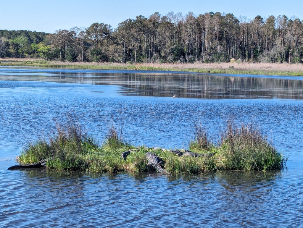 American Alligator from Murrells Inlet, SC 29576, USA on April 4, 2024 ...