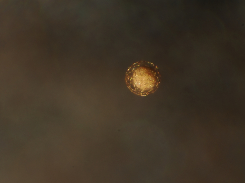 Cribraria confusa from Queens, NY, USA on April 4, 2024 at 05:17 PM by Elan Trybuch. Substrate ...