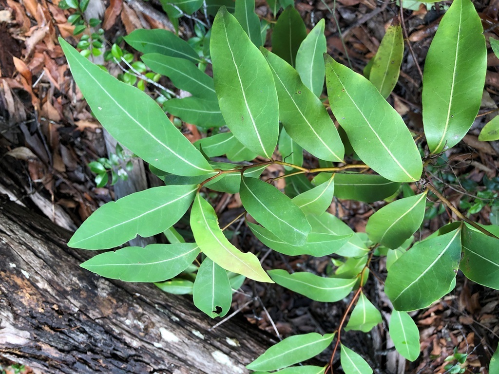 Endiandra sieberi from K'gari QLD 4581, Australia on March 22, 2024 at 01:15 PM by Martin ...