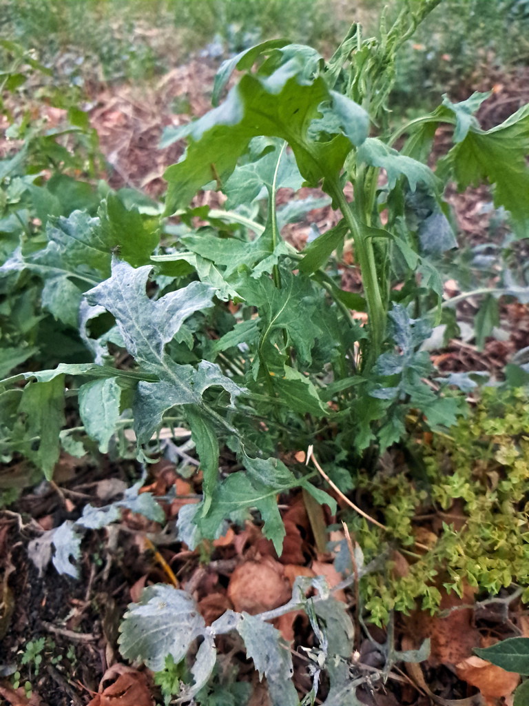 Crucifer Powdery Mildew from Cashmere, Christchurch 8022, New Zealand ...