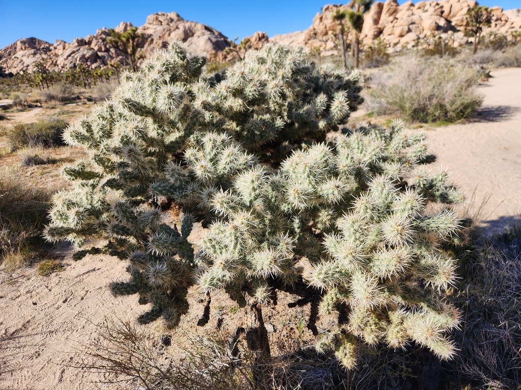 Silver Cholla from Riverside County, CA, USA on April 2, 2024 at 04:57 ...