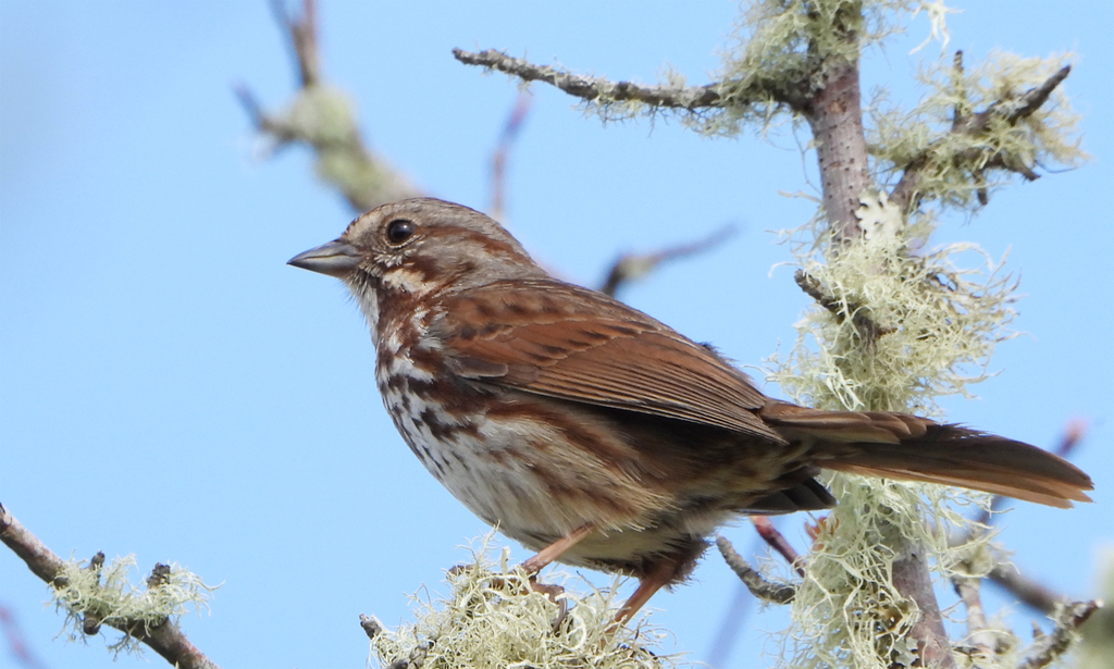 Song Sparrow from FSSP between Battery Russell and Swash Lake on April ...