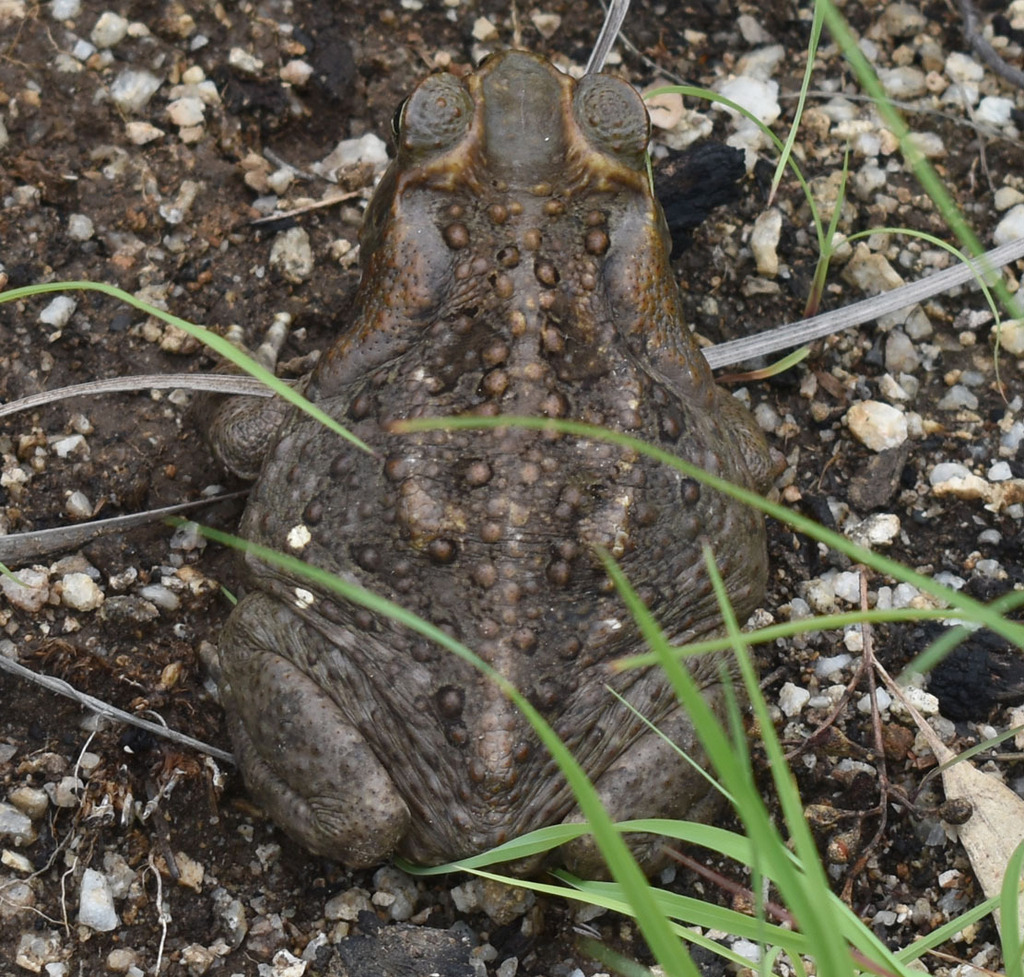 Cane Toad from Mareeba QLD 4880, Australia on January 13, 2024 at 12:53 ...