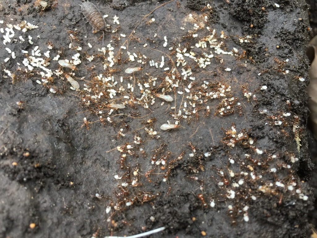 Big-headed Ants from Las Delicias del Carmen, Bogotá, Bogota, Colombia ...