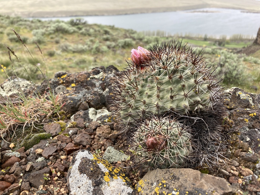 Columbia Plateau Cactus in April 2024 by Tiffa Theden · iNaturalist