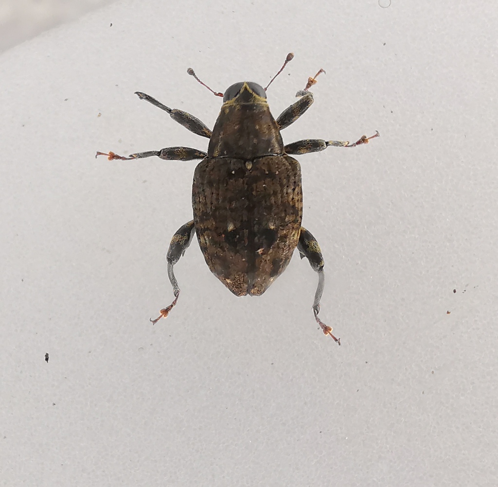 Conoderinae from Limón, Matina, Costa Rica on March 26, 2024 at 07:42 ...