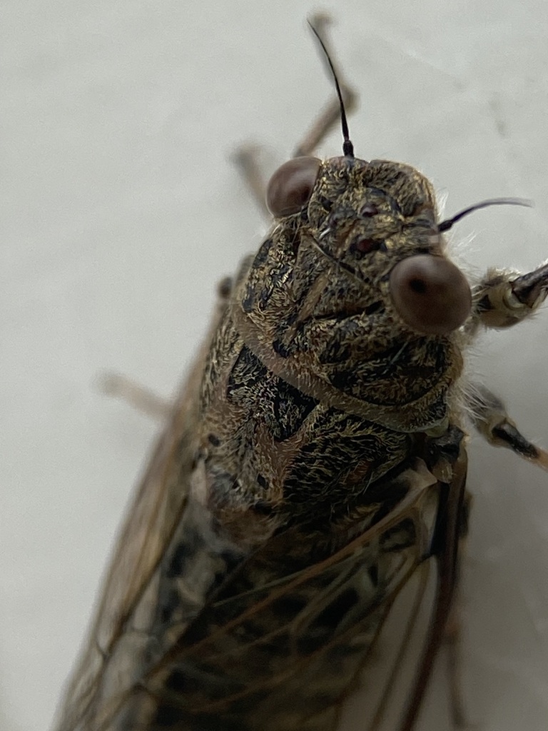 Clay Bank Cicada from Mangawhai, New Zealand on February 2, 2024 at 02: ...