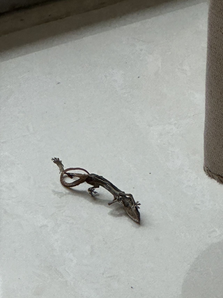 Asian House Gecko in April 2024 by Pintsen JIN. dried dead body ...