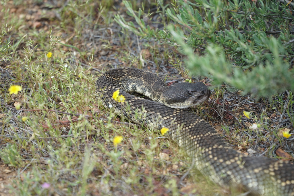 Southern Pacific Rattlesnake from Santa Clarita, CA, US on April 4 ...