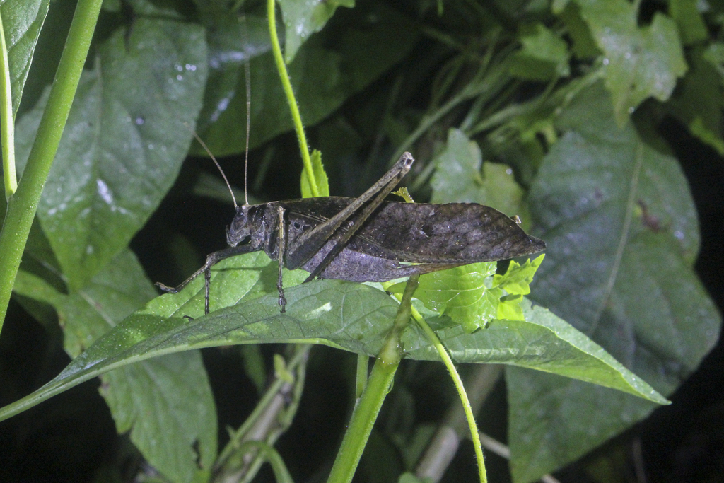 Mecopoda from Lahad Datu, Sabah, Malaysia on June 21, 2022 at 12:35 AM ...