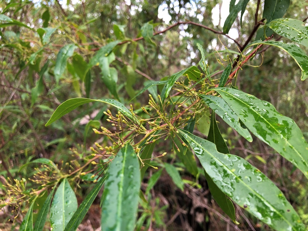 Common Hop Bush from K'gari QLD 4581, Australia on March 22, 2024 at 02 ...