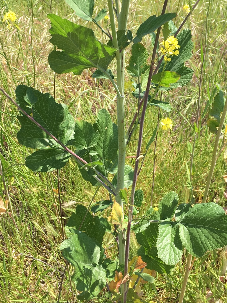 Black Mustard (Mutarda nigra) - Botanical Realm