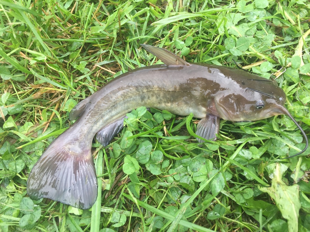 Brown Bullhead from Arcade, NY, US on September 2, 2018 at 12:32 PM by ...