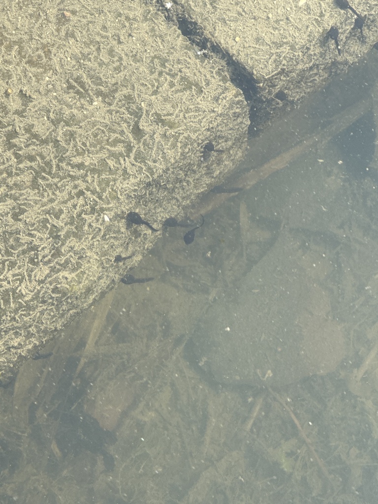 True Toads from 未来科学城(建设中), 北京市, CN on April 5, 2024 at 09:34 AM by ...