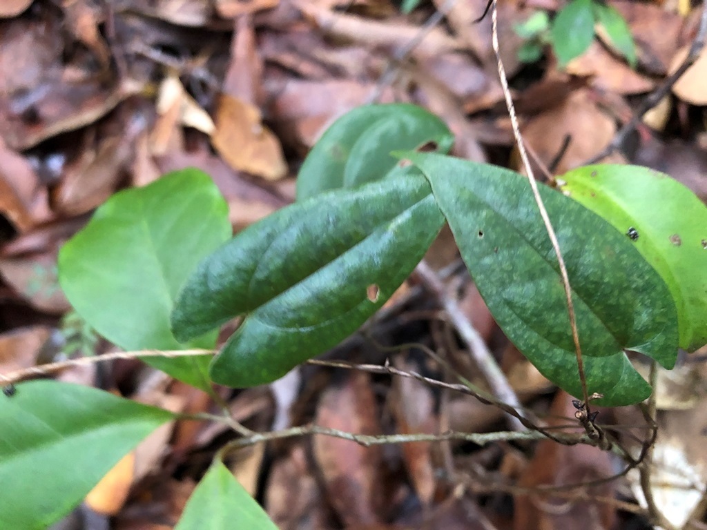 Common Yam Vine from K'gari QLD 4581, Australia on March 22, 2024 at 03:13 PM by Martin Bennett ...